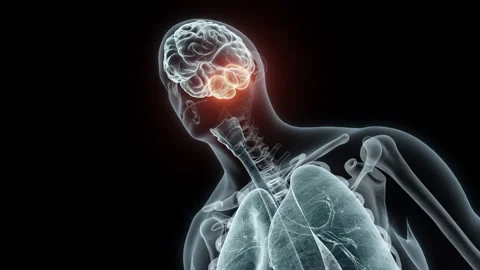 3D rendering Medical Animation of a Huma... | Stock Video | Pond5