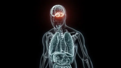 3D rendering Medical Animation of a Huma... | Stock Video | Pond5
