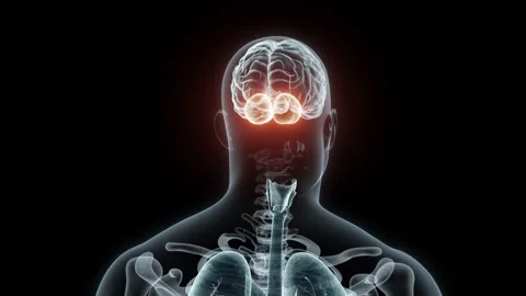 3D rendering Medical Animation of a Huma... | Stock Video | Pond5