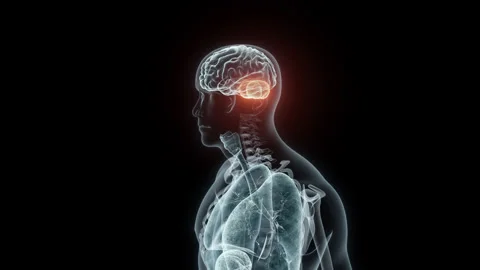 3D rendering Medical Animation of a Huma... | Stock Video | Pond5