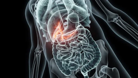 3D rendering Medical Animation of a Huma... | Stock Video | Pond5