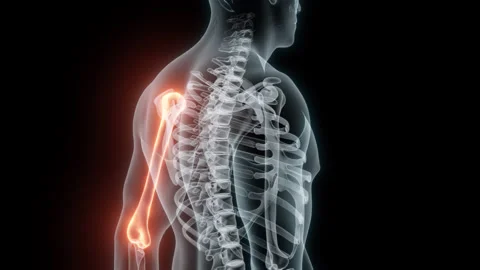 3D rendering of a medical animation of a... | Stock Video | Pond5