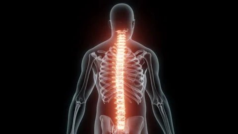 3D Rendering of a Medical Animation of t... | Stock Video | Pond5