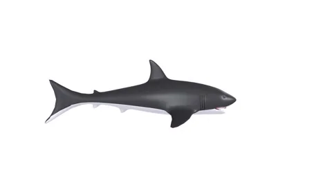 3D Fish Model Stock Videos – Royalty-Free HD & 4K Videos