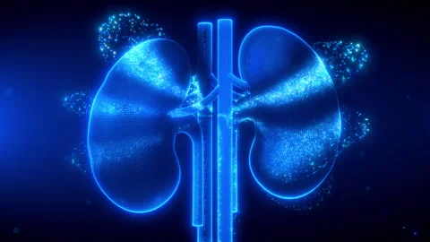 3D Rotating Human Kidneys with Digital S... | Stock Video | Pond5