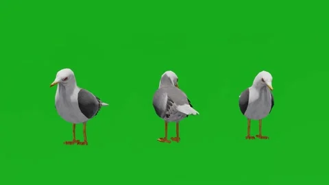Seagull Green Screen Stock Video Footage | Royalty Free Seagull Green ...