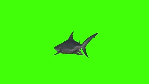 Shark Green Screen Stock Footage ~ Royalty Free Stock Videos | Pond5