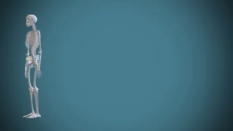 Skeleton Animations Loop Stock Video Footage | Royalty Free Skeleton ...