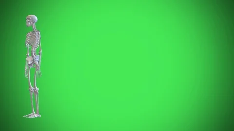 3d skeleton Anatomy of human with loop a... | Stock Video | Pond5