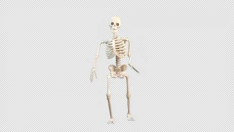 3d skeleton dances funny on a transparen... | Stock Video | Pond5