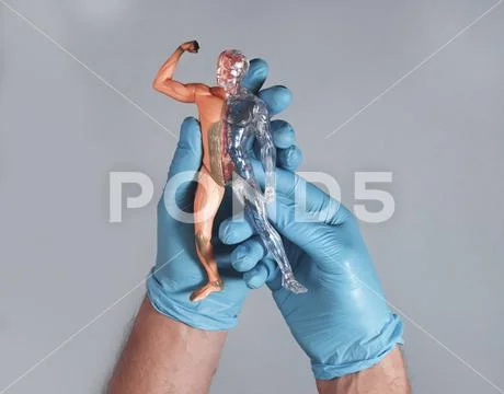 3d skinless human body model with blood circulatory and muscular ...