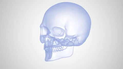 3d skull x ray loop animation isolated o... | Stock Video | Pond5