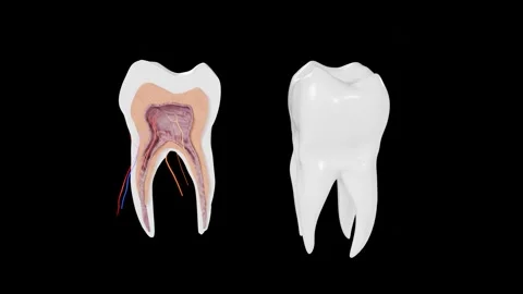 3D Tooth Cross Section Animation HighQu... | Stock Video | Pond5