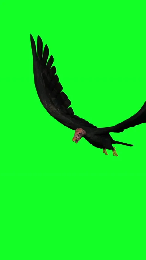 3d vertical video animation - condor in... | Stock Video | Pond5