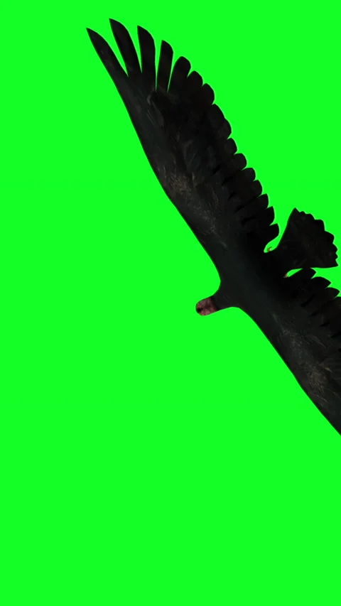 3d vertical video animation - condor in... | Stock Video | Pond5