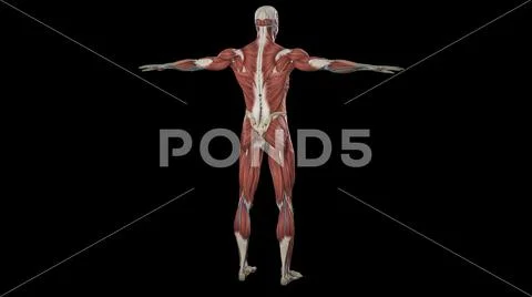 3D visualization of a human body anatomy on a black background: Graphic ...