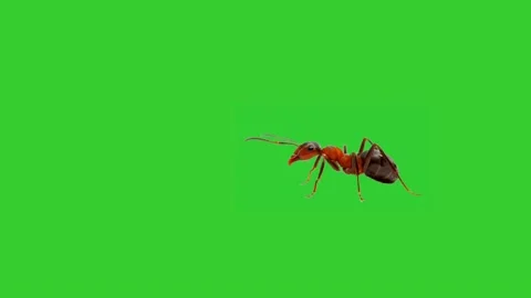 3d Walking ant green screen footage pack | Stock Video | Pond5