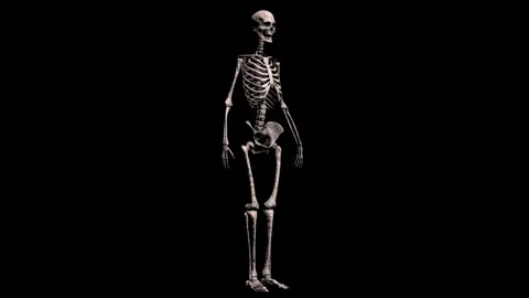 3D Whole Human Skeleton Animation with F... | Stock Video | Pond5