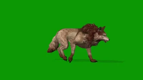 3D Wolf Walking Right Side On Green Scre... | Stock Video | Pond5