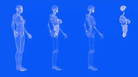 4 in 1, female body blueprint style, org... | Stock Video | Pond5