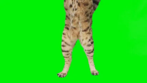 4 infinite loop clips of cat feet dancin... | Stock Video | Pond5