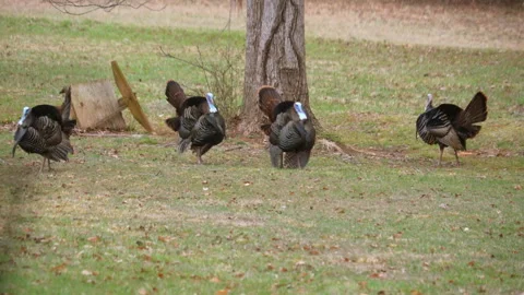 4 male wild turkeys in full display | Stock Video | Pond5
