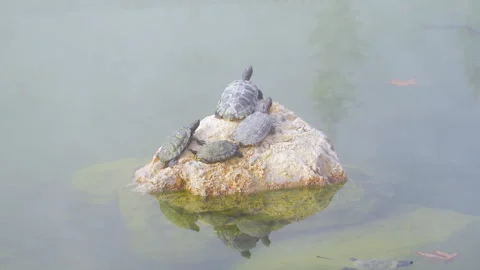 4 Turtles Sit On a Rock Sticking out of ... | Stock Video | Pond5