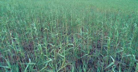 410 Aerial 4k cinematic , flight over a ... | Stock Video | Pond5