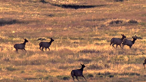 4K 222411 Stampeding herd of elk on the... | Stock Video | Pond5