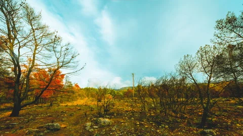 4K 25p Half burned forest charred pine t... | Stock Video | Pond5