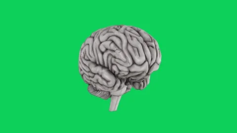 Brain Green Screen Stock Videos – Royalty-Free HD & 4K Videos | Pond5