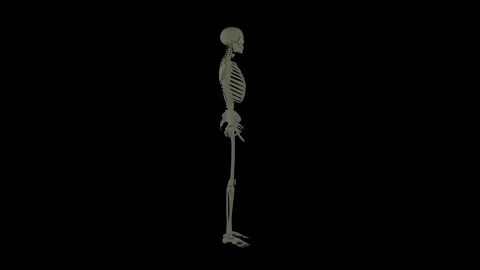 4K 3D Illustration of Human Anatomy Bone... | Stock Video | Pond5