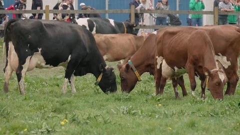 4K 60FPS Of Two Cows Headbutting Each Ot... | Stock Video | Pond5