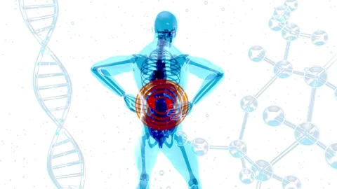 4K abstract anatomy animation of kidneys | Stock Video | Pond5