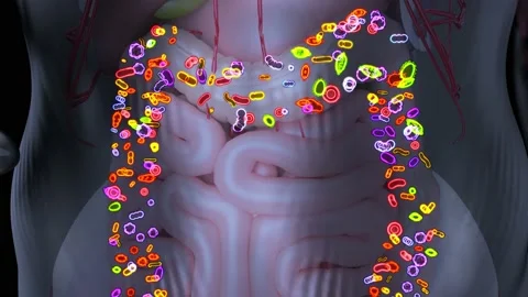 4K abstract animation of the gut microbi... | Stock Video | Pond5
