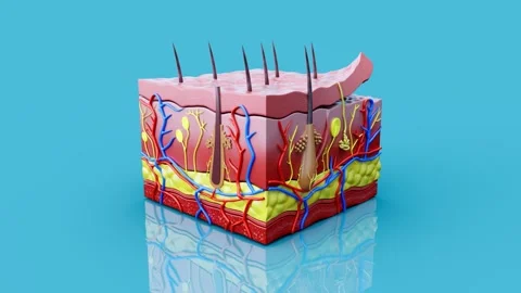 4K abstract animation of the skin layers... | Stock Video | Pond5
