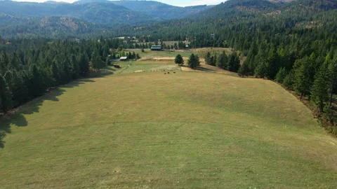 4K: Aerial Cattle lands Grazing in Open ... | Stock Video | Pond5