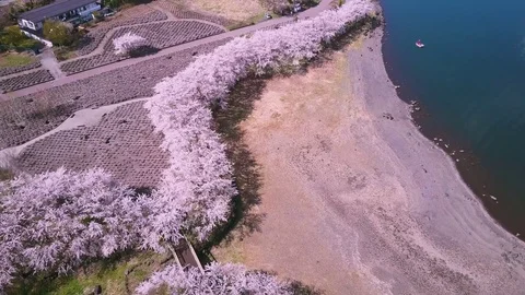 4K Aerial Hanami, Sakura Cherry Blossoms... | Stock Video | Pond5