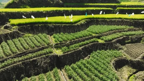 4K Aerial Panorama, Sagada Rice Terraces... | Stock Video | Pond5