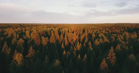 4K aerial video of green forest in Russi... | Stock Video | Pond5