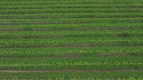 Field Day Pic Stock Videos – Royalty-Free HD & 4K Videos | Pond5