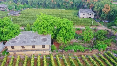 4K Aerial View Of Pitaya Planting Base I... | Stock Video | Pond5
