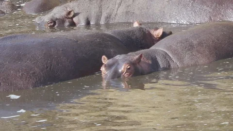 Hypo Stock Video Footage | Royalty Free Hypo Videos | Pond5