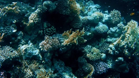 Beautiful Life Stock Videos – Royalty-Free HD & 4K Videos | Page 5