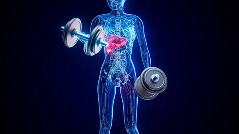 4K anatomy concept of the liver | Stock Video | Pond5