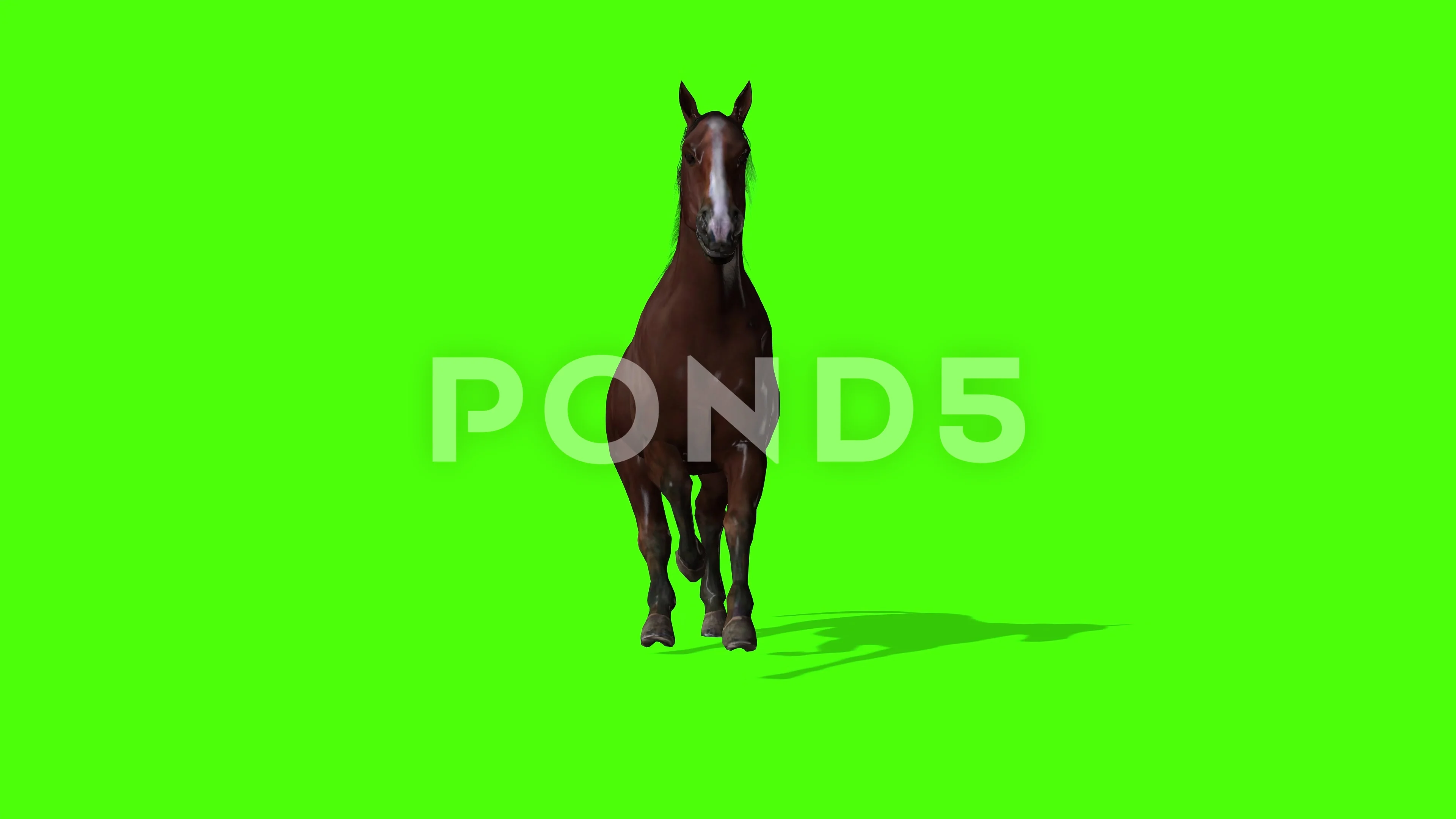 Animated Horse Running