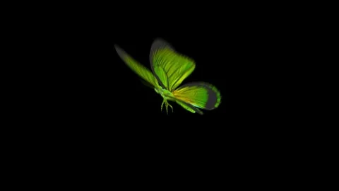 4K animation of flying butterfly on blac... | Stock Video | Pond5