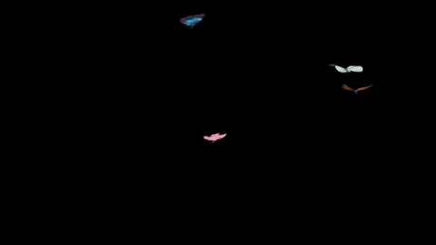 4K animation of flying butterfly on blac... | Stock Video | Pond5