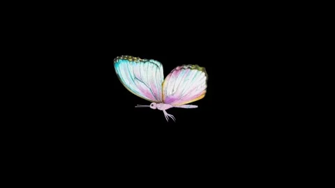4K animation of flying butterfly on blac... | Stock Video | Pond5