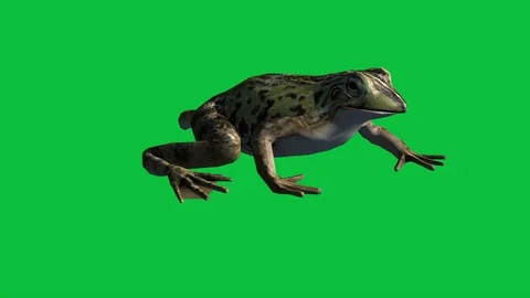 4k animation - Frog Eat ,Walk And Jump o... | Stock Video | Pond5